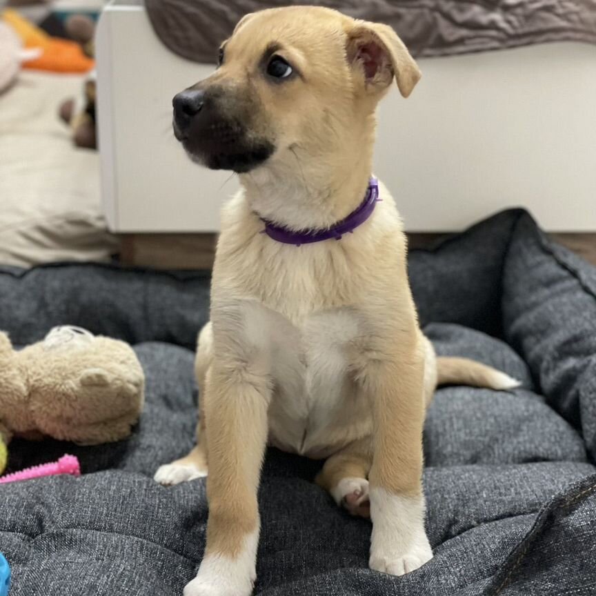 Щенок в добрые руки