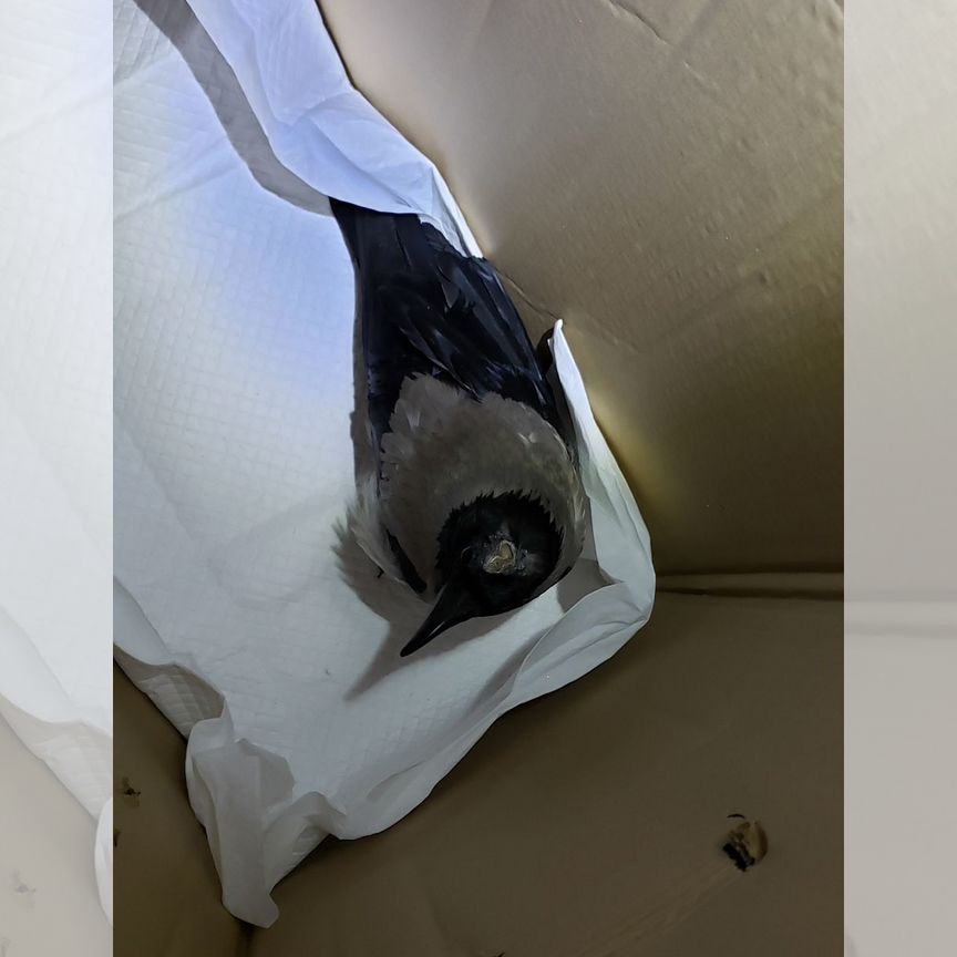 Отдам ворону в добрые руки