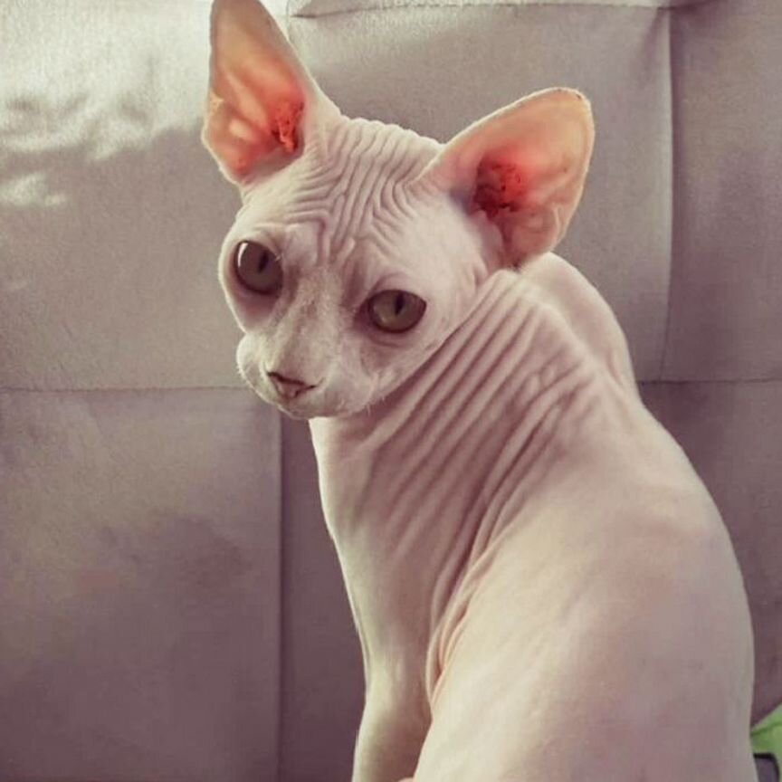 Канадский сфинкс котёнок