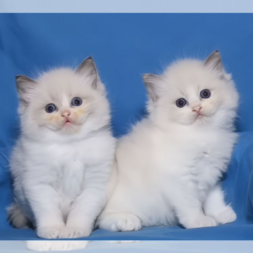 Рэгдолл котёнок