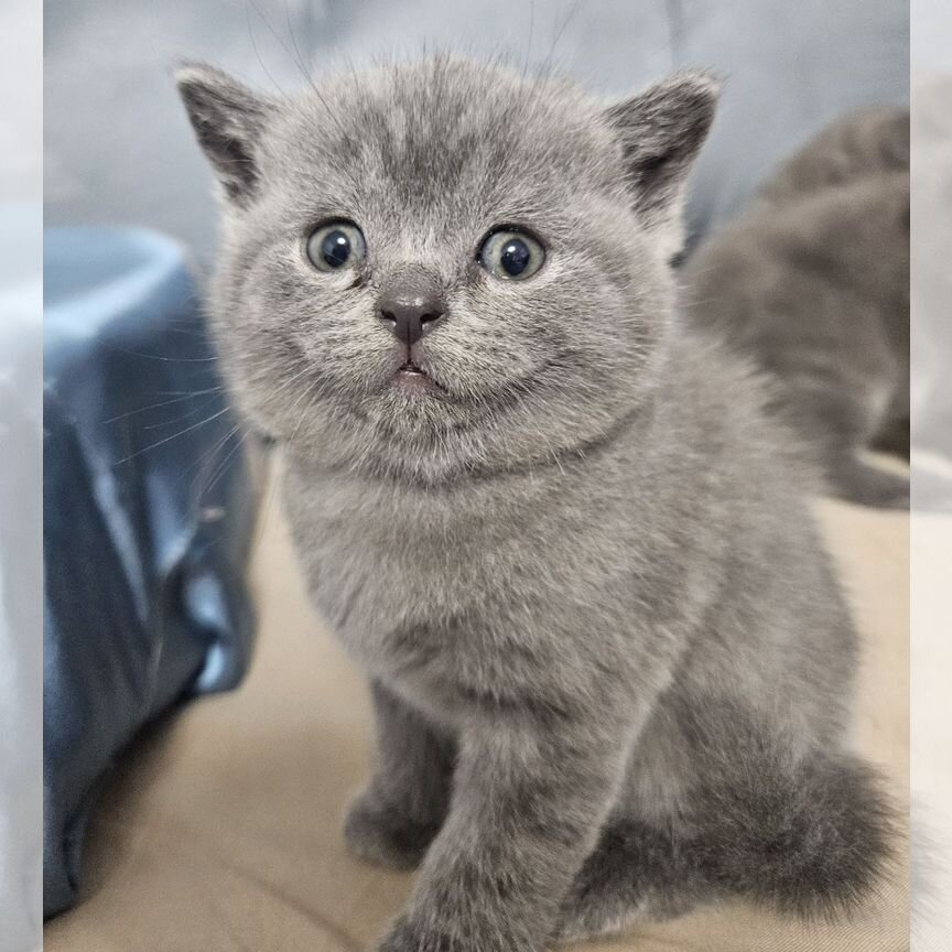 Британские котята
