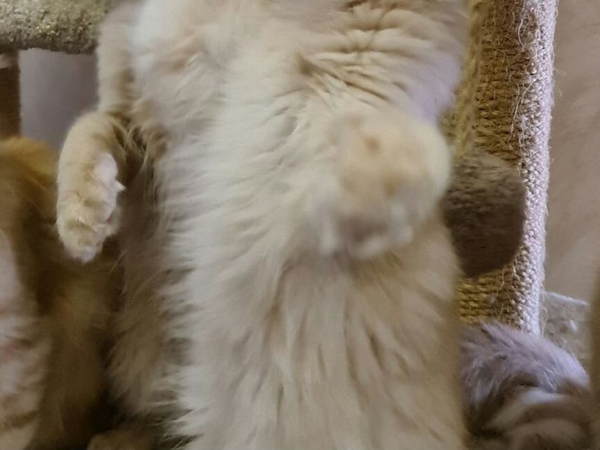 Котёнок мейн-кун 3 мес