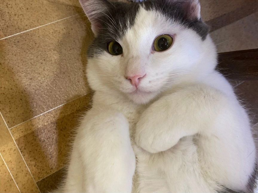 Кот Митька в добрые руки