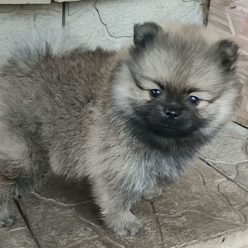 Померанский шпиц, щенок