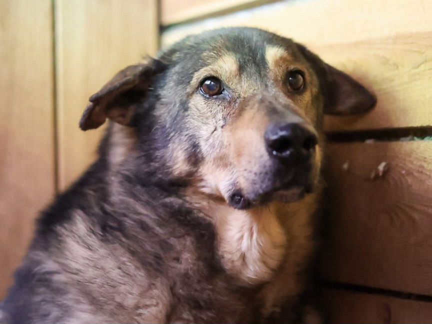 Спокойный интеллигентный пёс из приюта