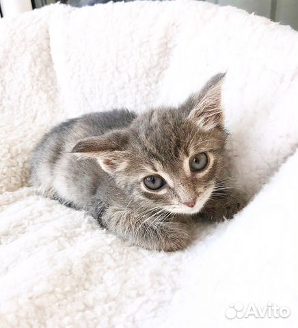 Маленькая котёнка Кнопка ищет дом