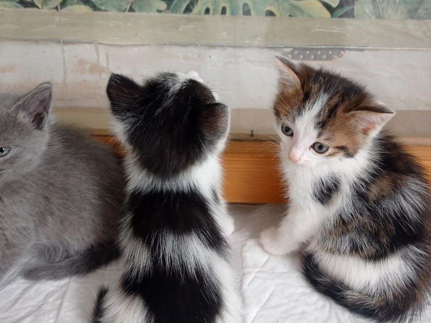 Кошки в добрые руки маленькие