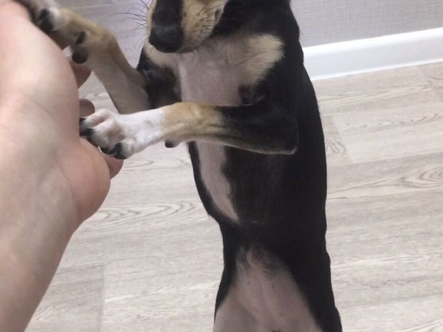 Мини той-терьер