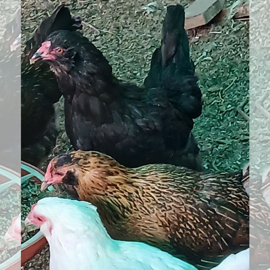 Семья кур породы амераукана