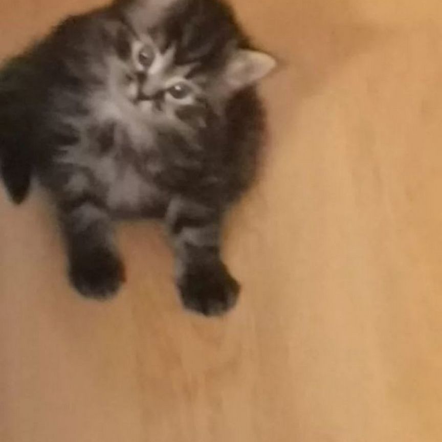 Домашняя кошечка
