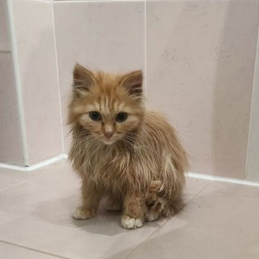 Кошечка в добрые руки бесплатно