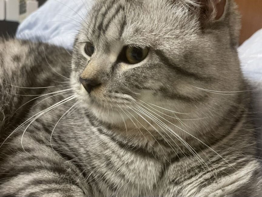 Британский кот вязка
