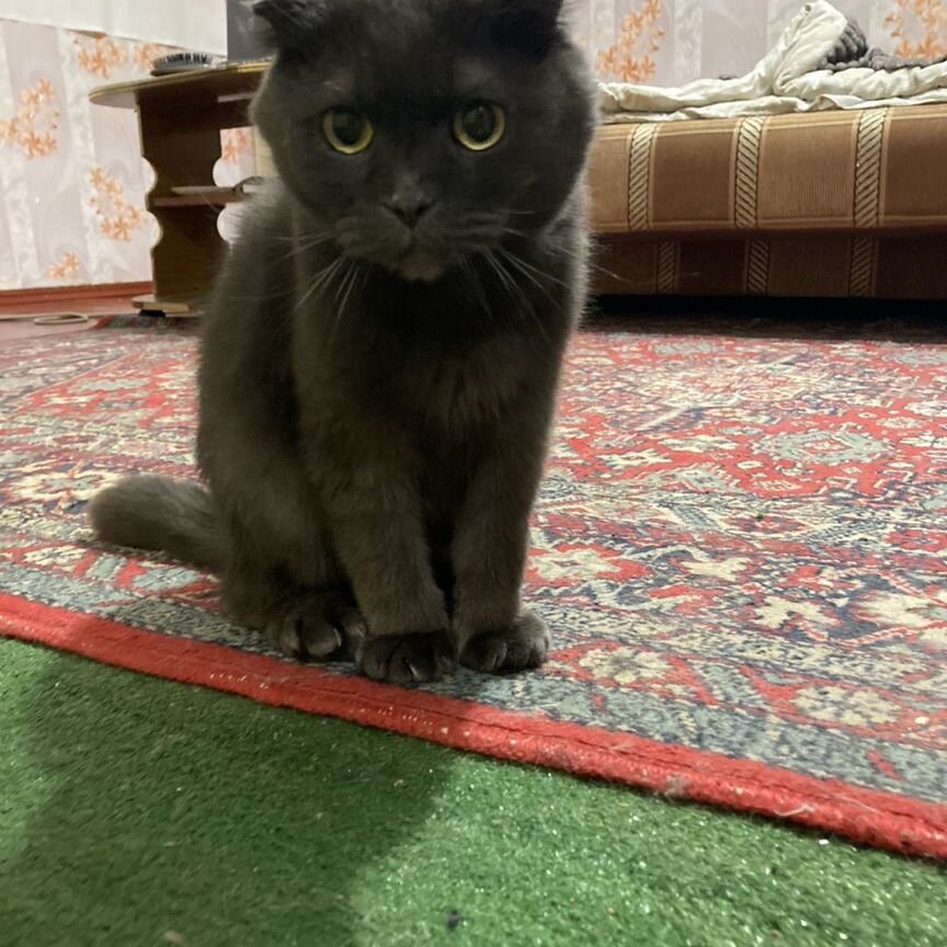 Плюшевый кот бесплатно