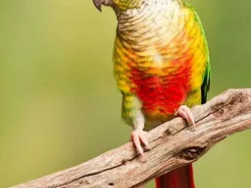 Пиррура Молине