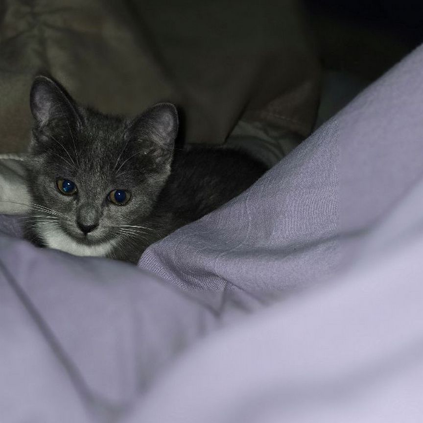 Котёнок в добрые руки
