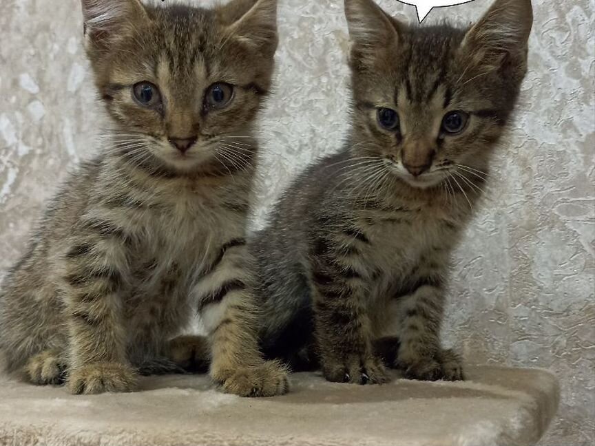 Кошечки в добрые руки