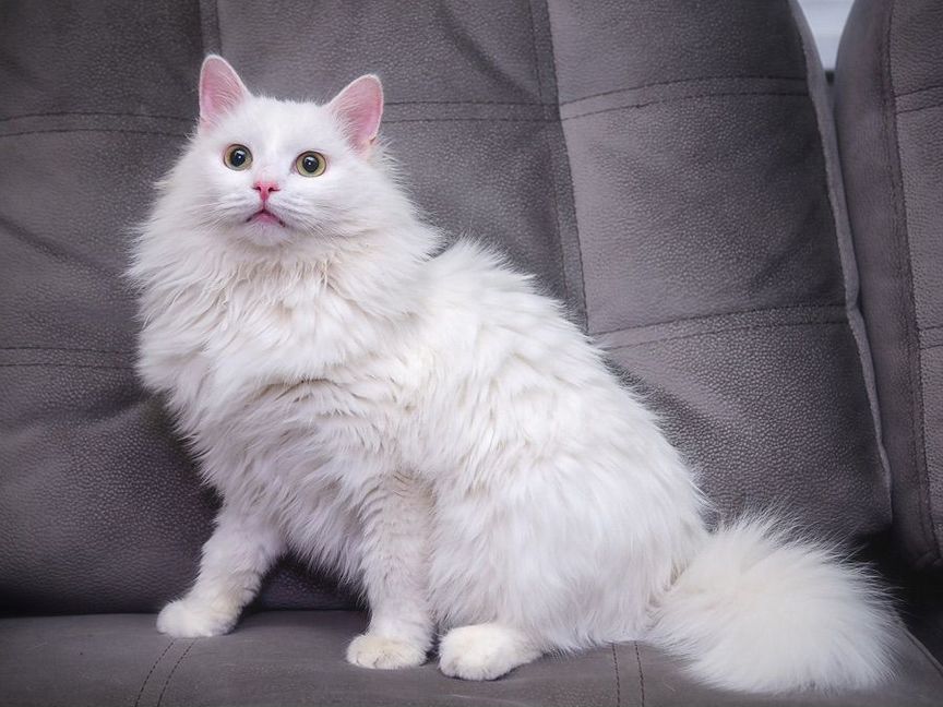 Котик Саня Белый (1 годик) в поисках семьи