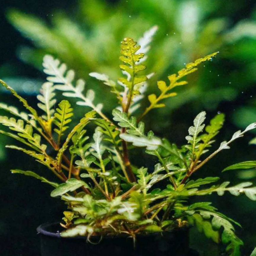 Гигрофила пиннатифида (перистонадрезанная)