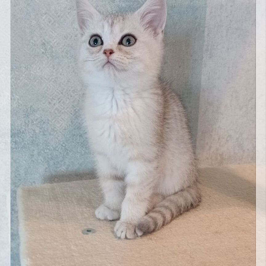 Шотландский прямоухий короткошёрстный котёнок