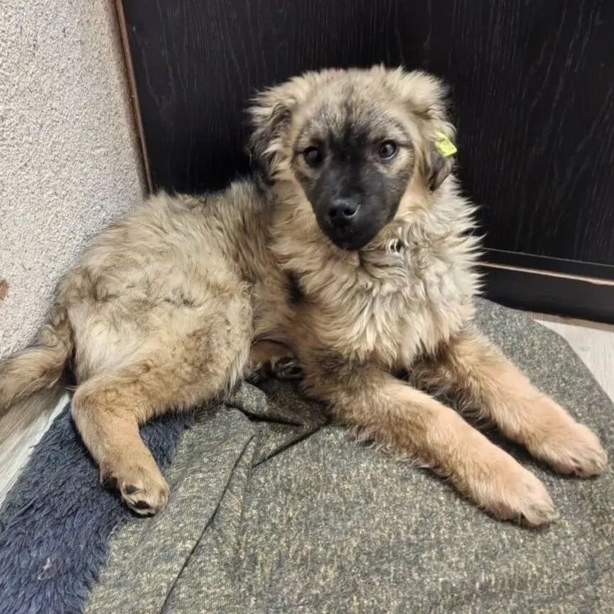 Щенок в добрые руки