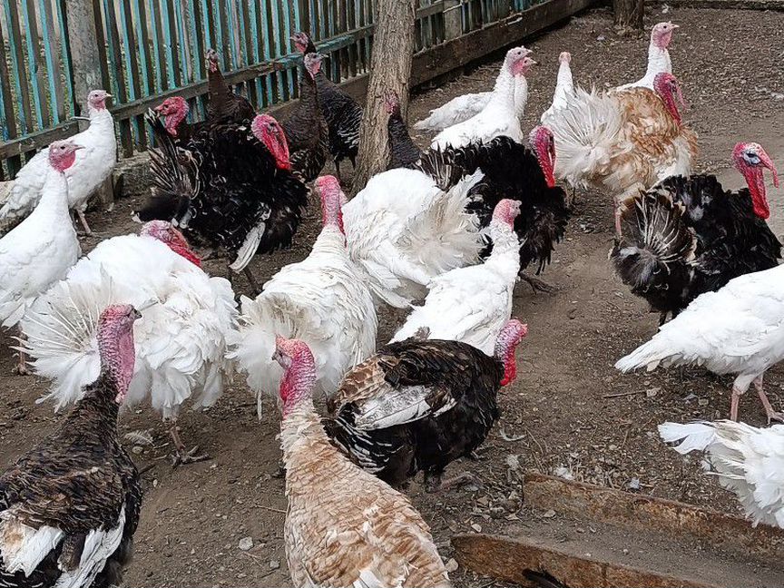 Индюки домашние