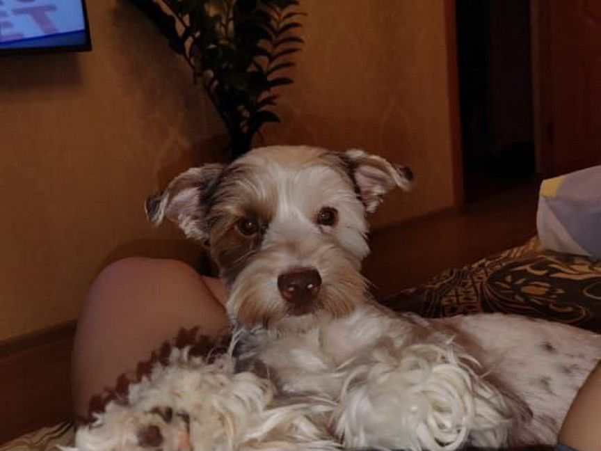 БиверЁрк только в добрые руки