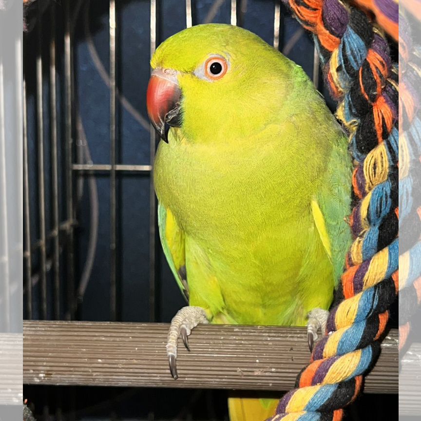 Ожереловый попугай