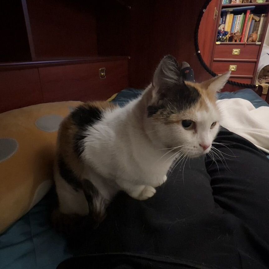 Кошка в дар бесплатно