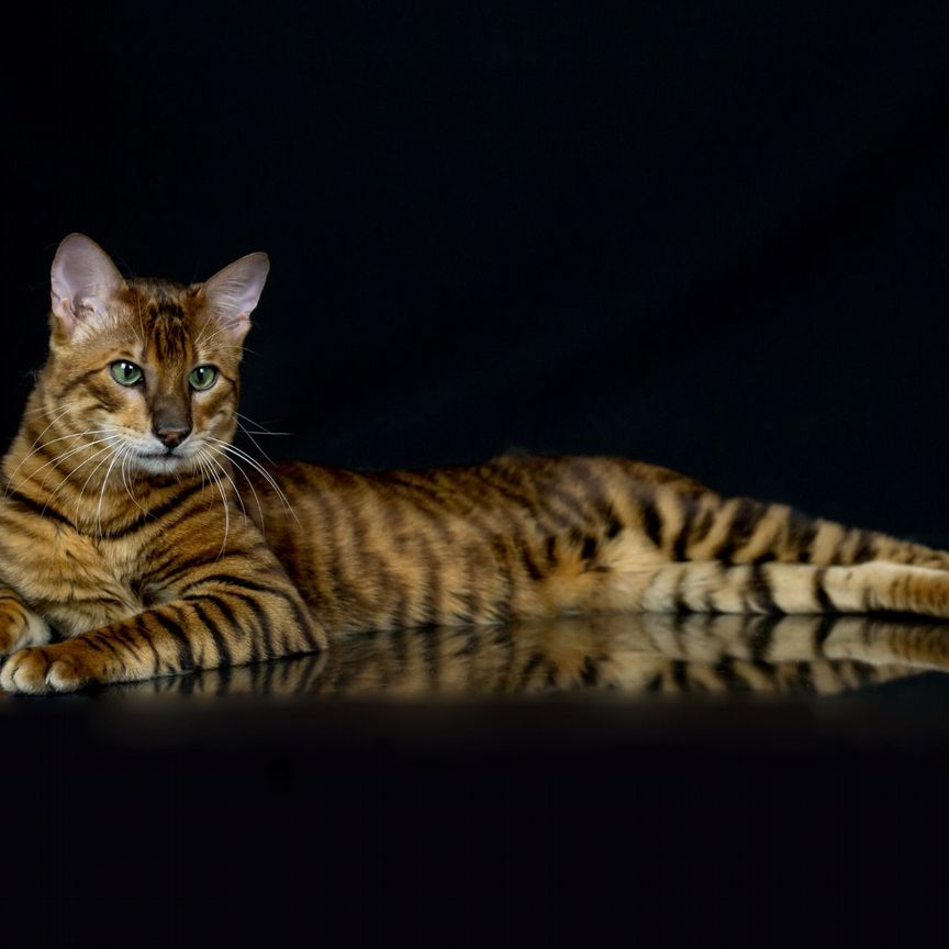 Котята тойгер