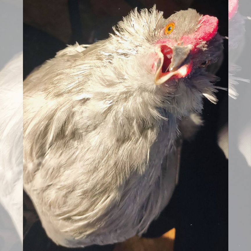 Несушки амеруакана лаванда