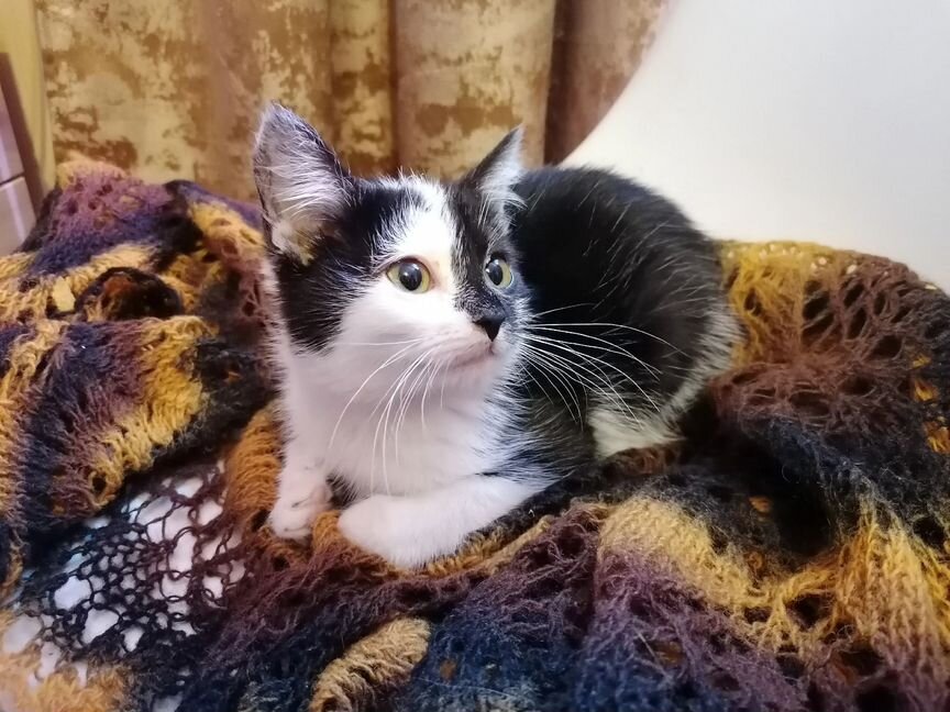 Эксклюзивный окрас девочка 3 месяца