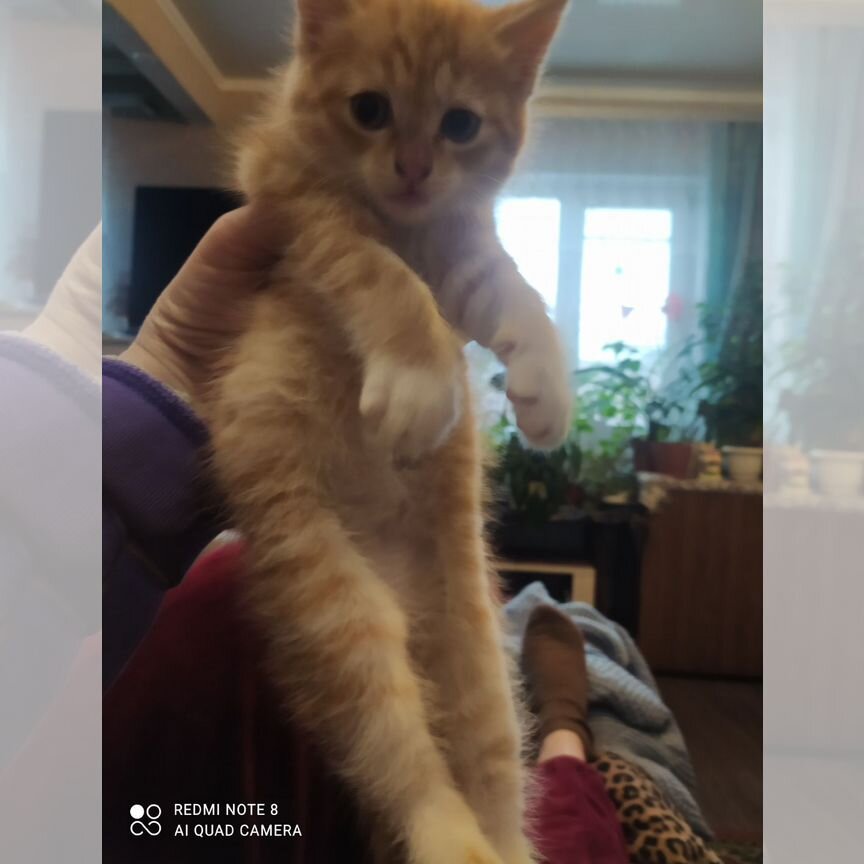 Шотландский прямоухий длинношёрстный котёнок