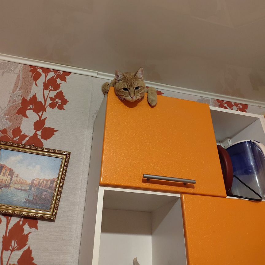 Взрослая кошка в добрые руки