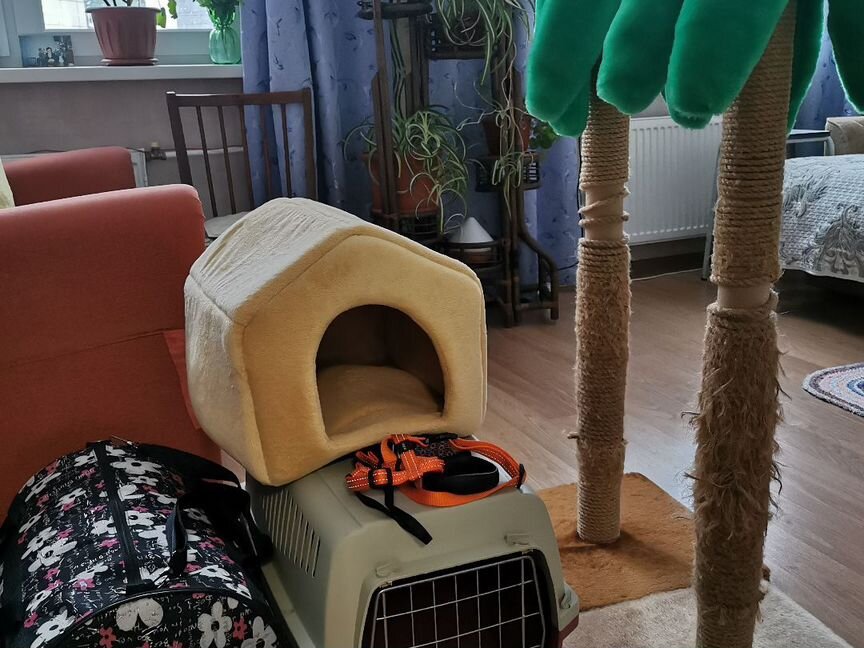 Все для кота