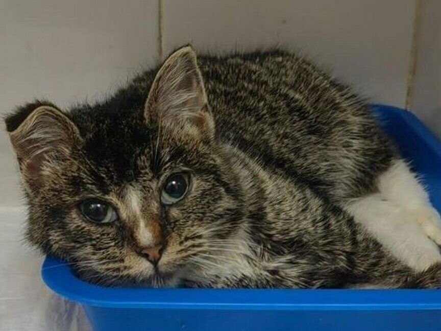 Котёнок герой - ищет дом