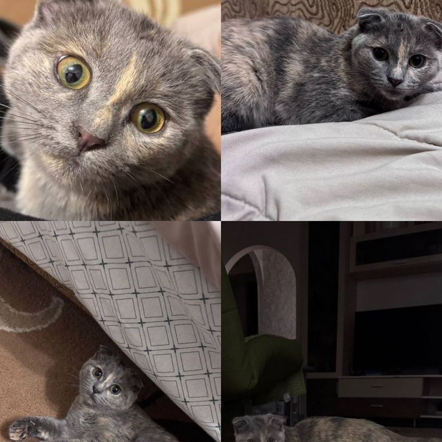 Британские котята