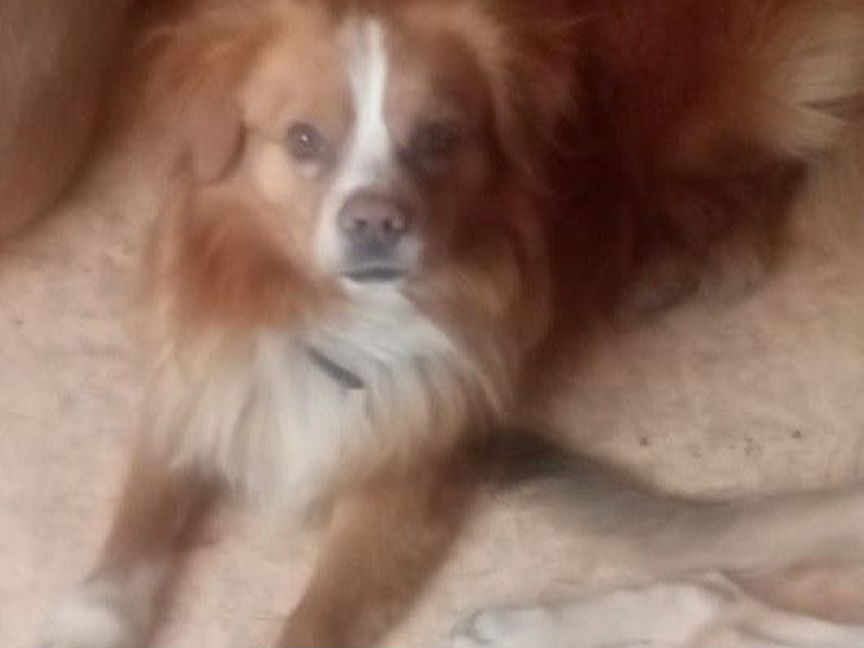 Маленький кобель в хорошую семью