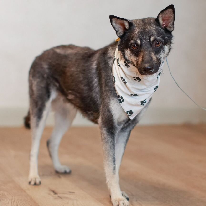 Щенок из приюта