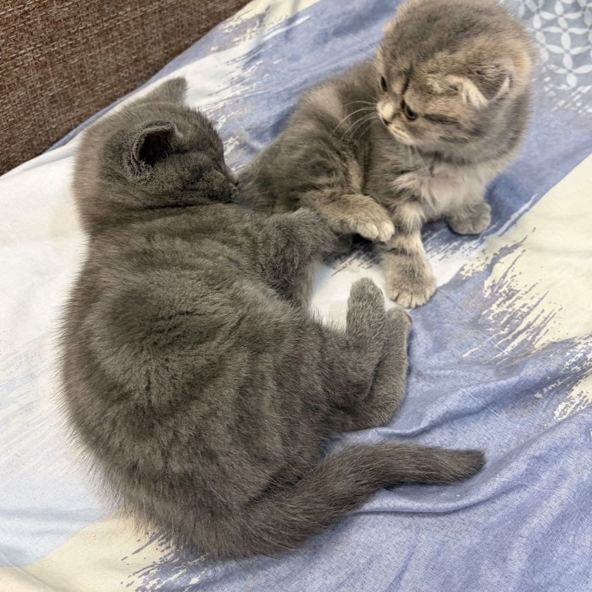 Шотландский вислоухий короткошёрстный котёнок