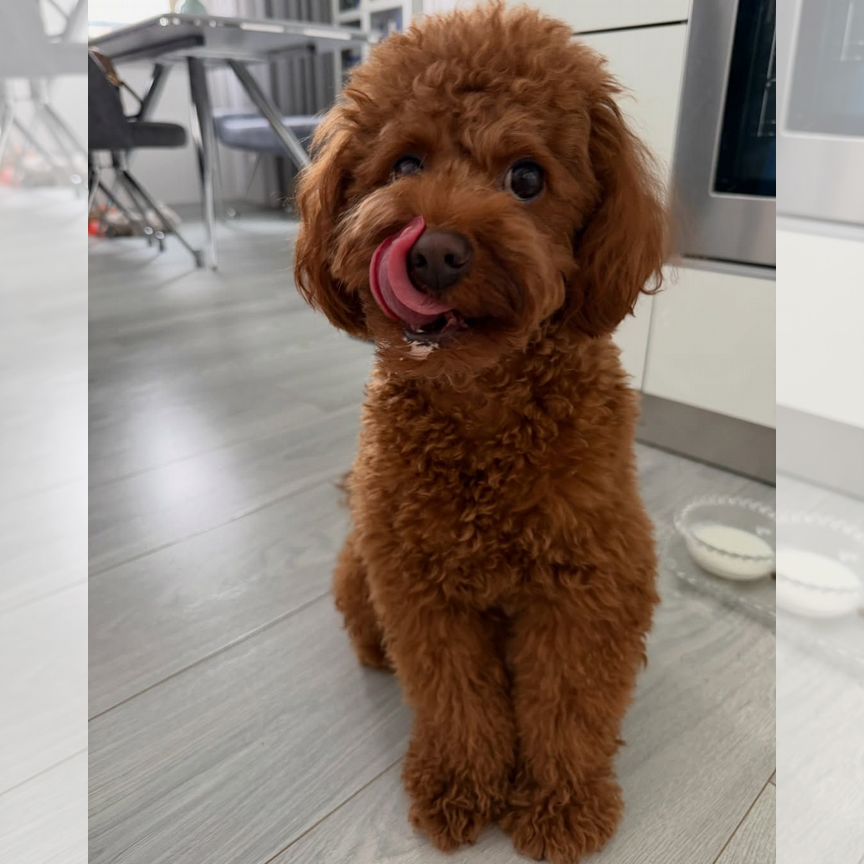 Той-пудель, щенок