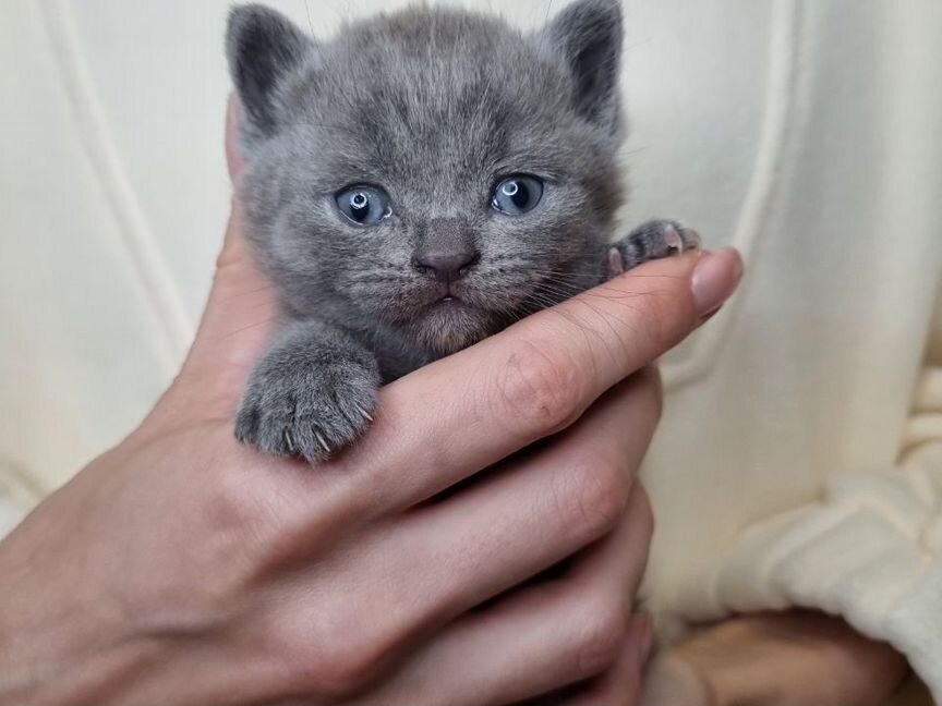 Британские котята