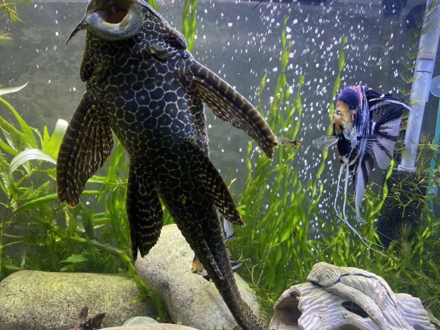 Сом анциструс