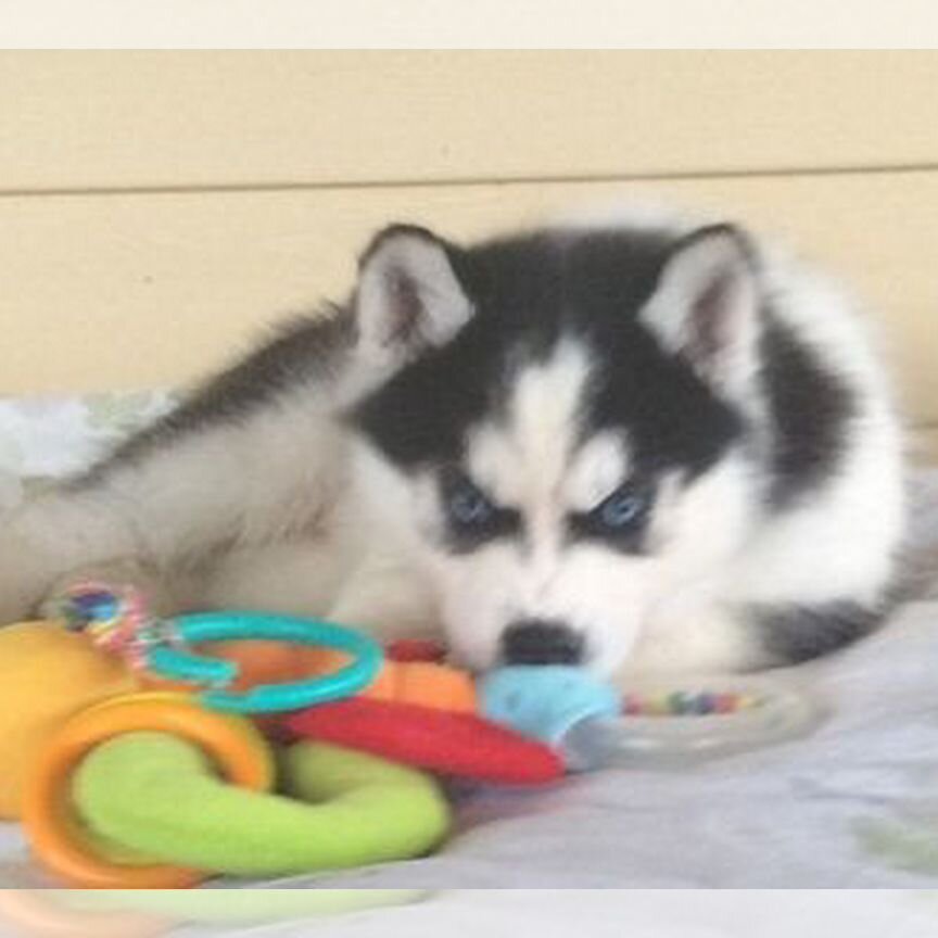 Удивительные малыши хаски