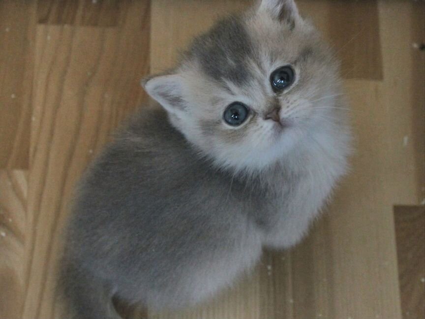 Британский мальчик голубое золото