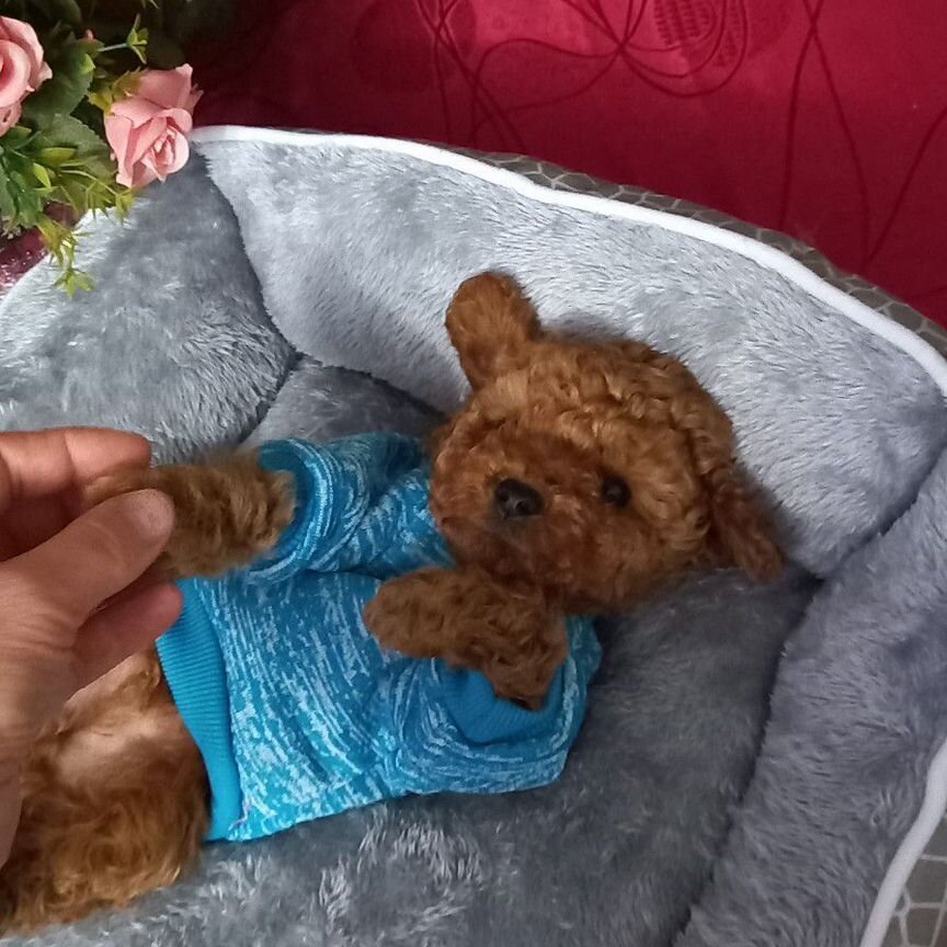 Той-пудель ред браун