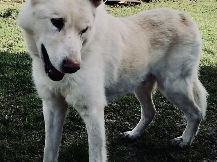 Овчарка в беде в добрые руки