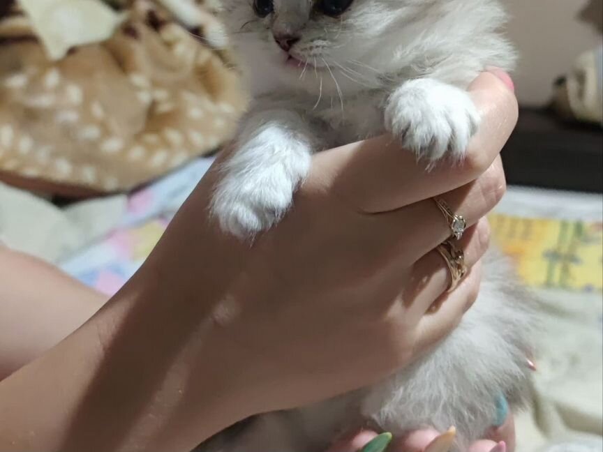 Мальчик вислоухий, серебристая шиншилла