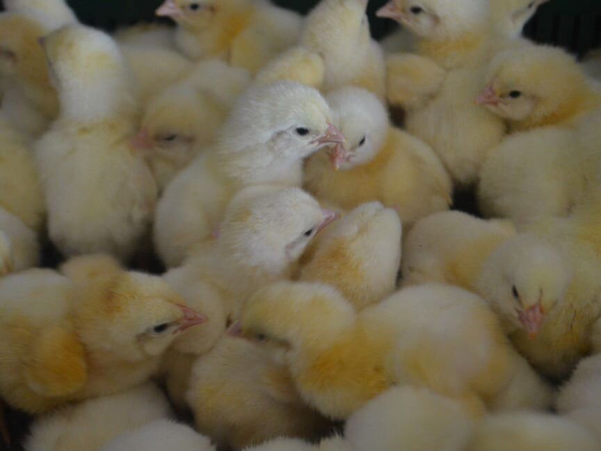 Бройлер совв 500