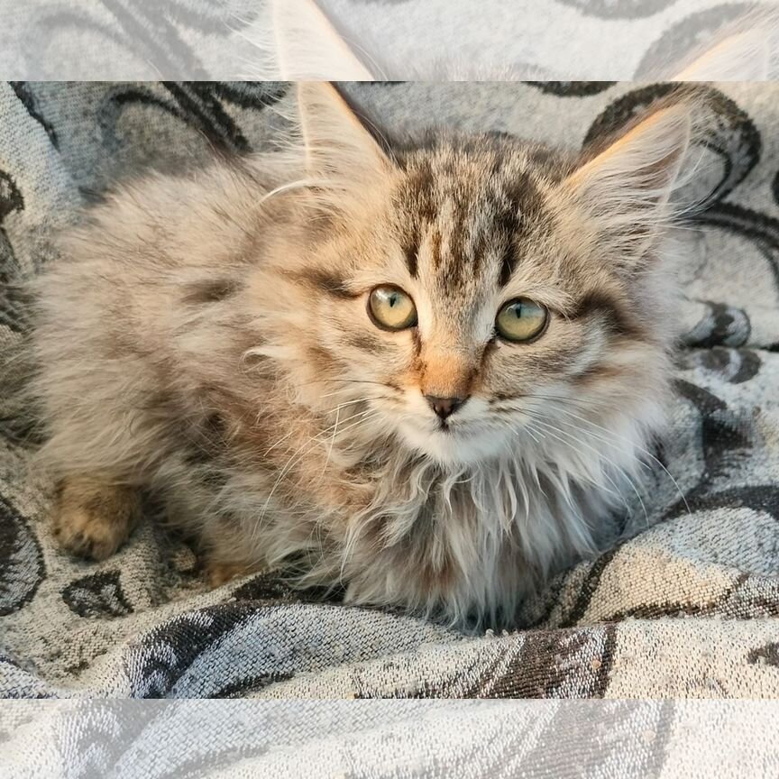 Котёнок в добрые руки