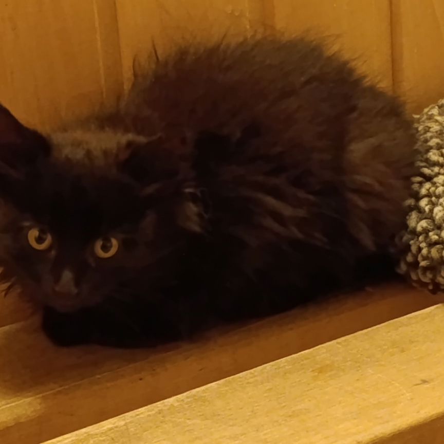 Котенок ответственным